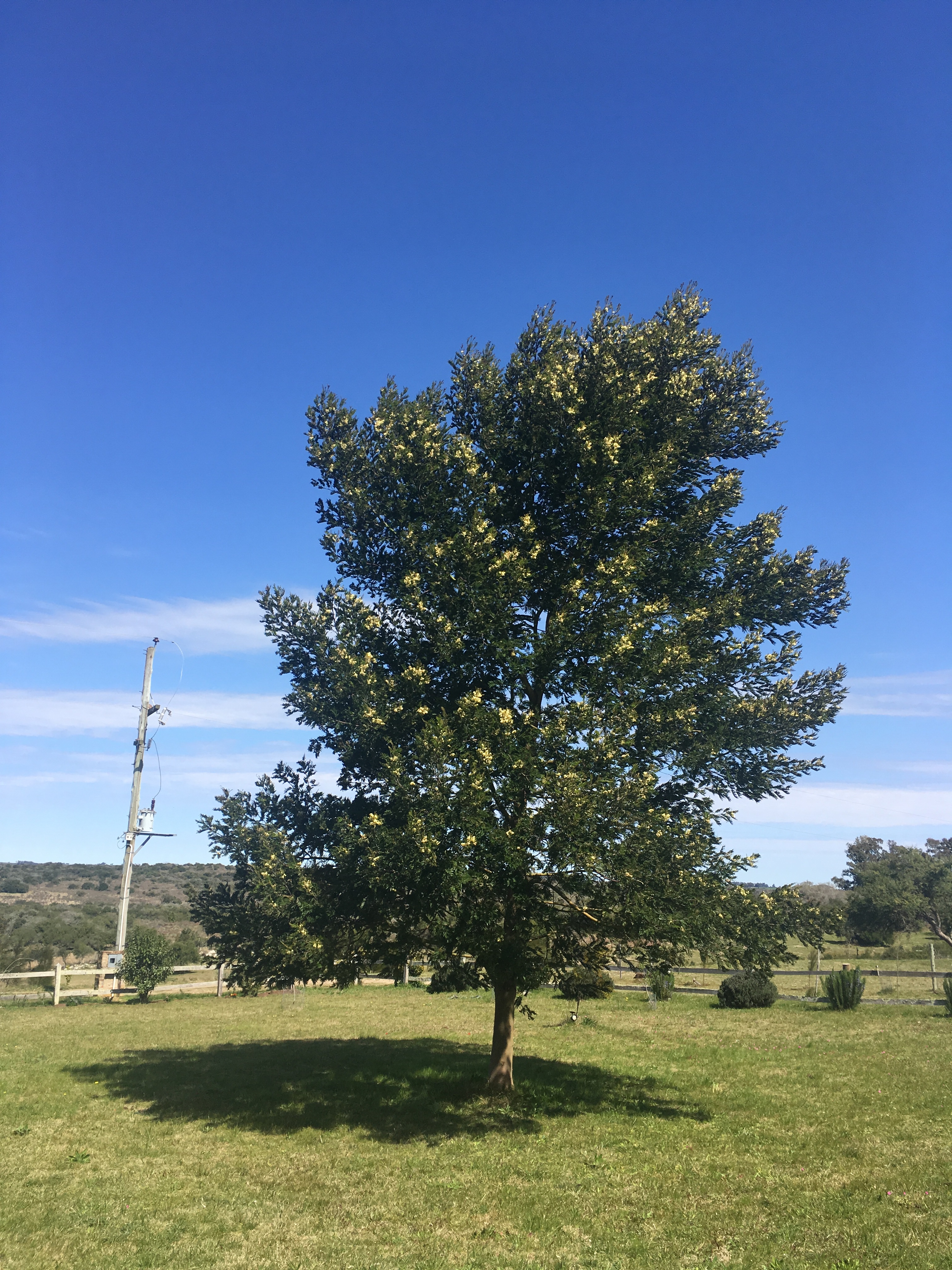 Ein riesengroßer Baum – heidrichblog