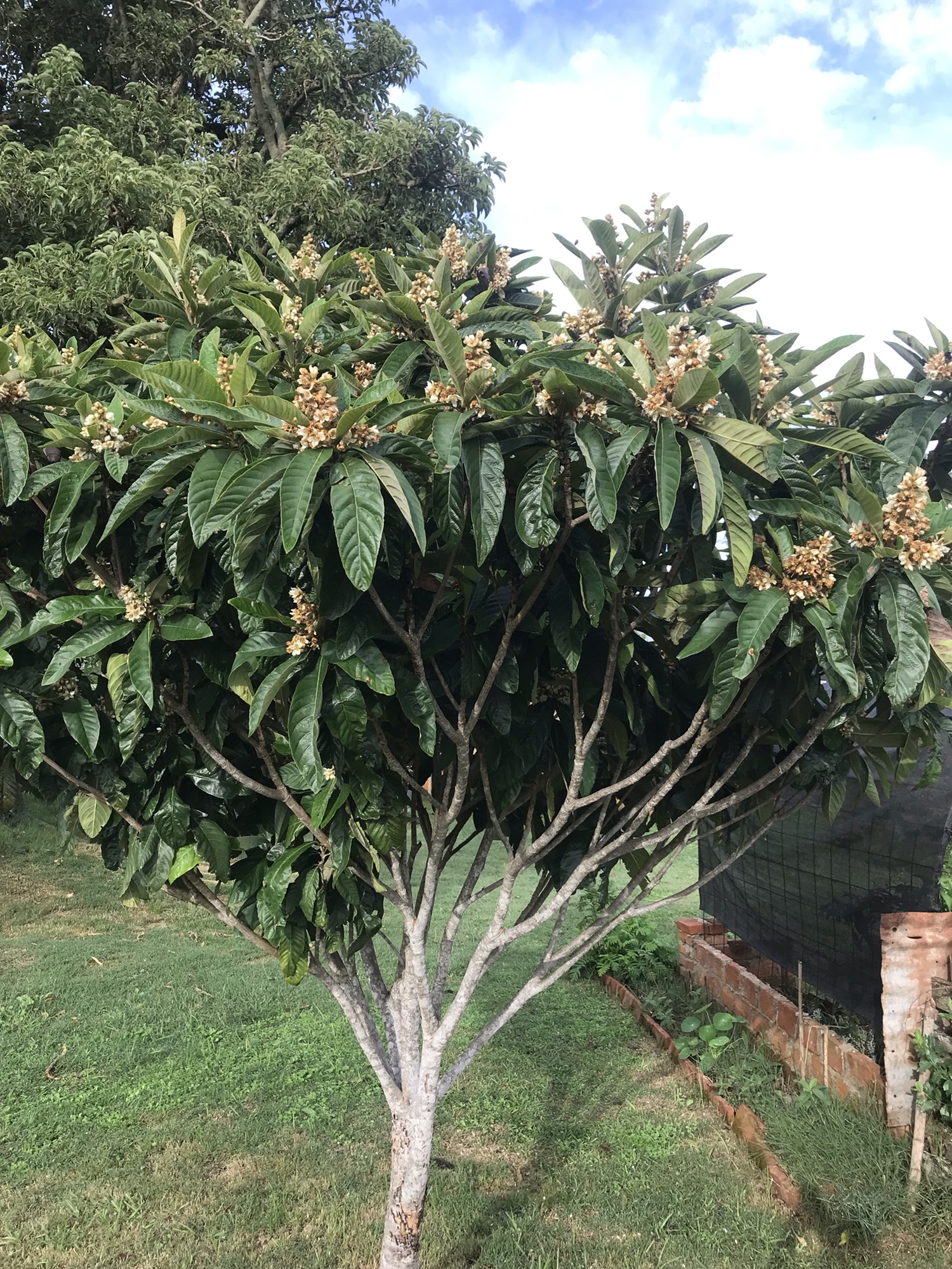 Japanische Mispel – heidrichblog