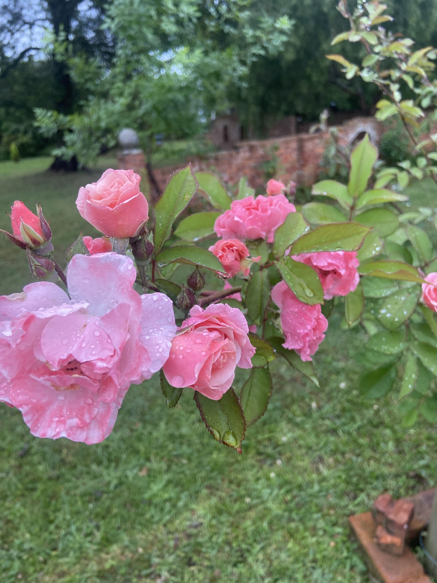 Der Rosengarten ist fertiggestellt – heidrichblog